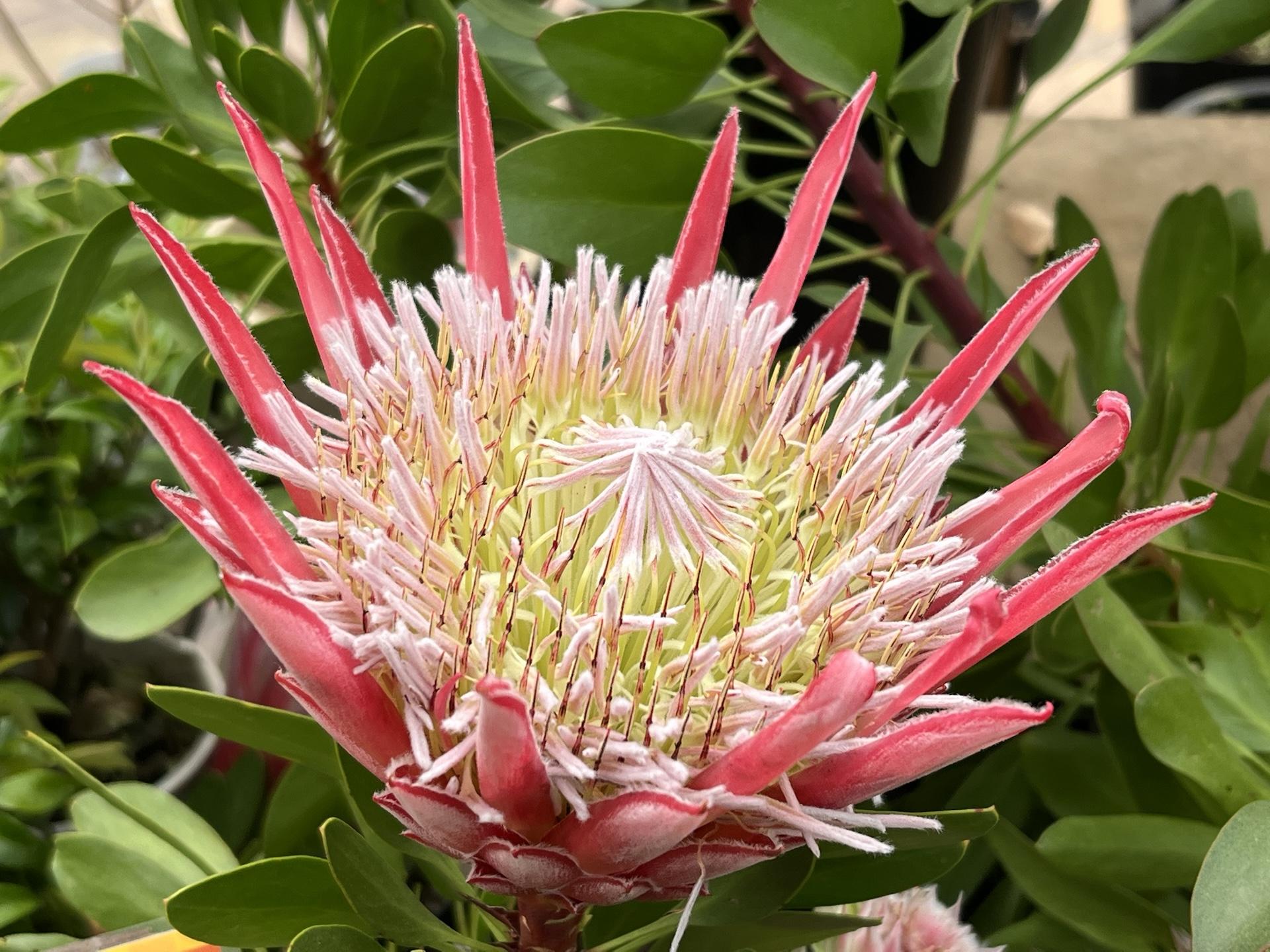 ローズマリーを探していたら、見たことがな... / hideさんのモーメント | YAMAP / ヤマップ