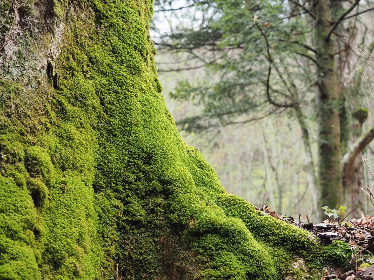 三頭山（東京都）・槇寄山・土俵岳-2021-04-15 / horiさんの三頭山・槇寄山・土俵岳の活動データ | YAMAP / ヤマップ