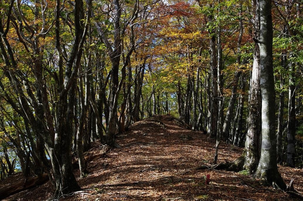 【高見山・木梶山】🍁ハイク / ida☆tennさんの高見山・黒石山・天狗山の活動データ | YAMAP / ヤマップ