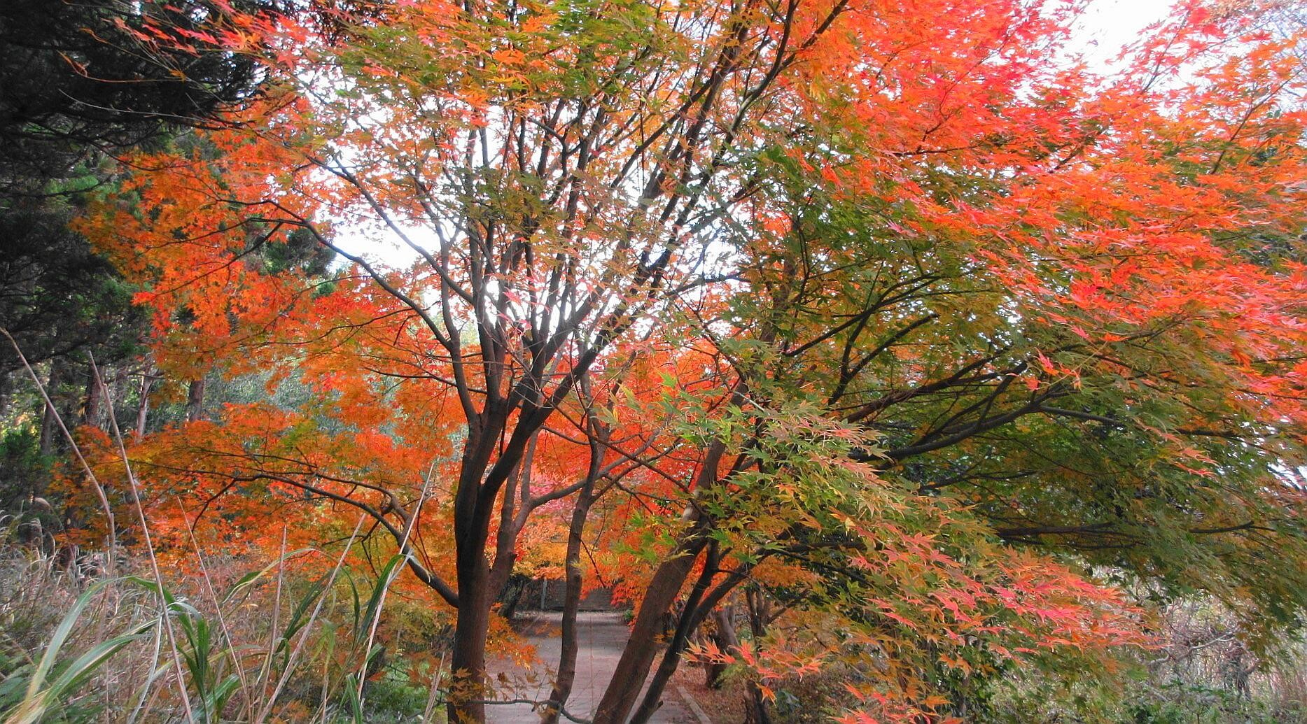 石段ルートは🍂🍁🌿🤗境内は落葉🍂😓 朝日山 24-12-07 / yamasinさんの朝日山の活動データ | YAMAP / ヤマップ
