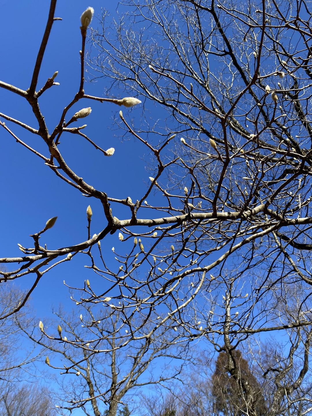 今年の山行は文殊山からスタート！ / Baziruさんの文殊山の活動データ | YAMAP / ヤマップ