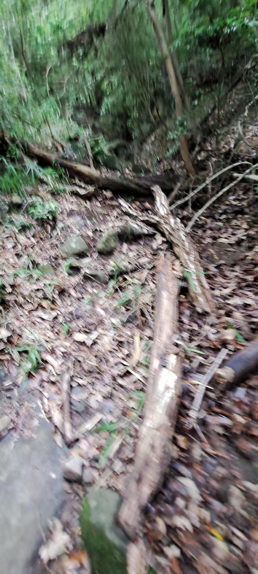 kame11さんの投稿したフィールドメモ | YAMAP / ヤマップ