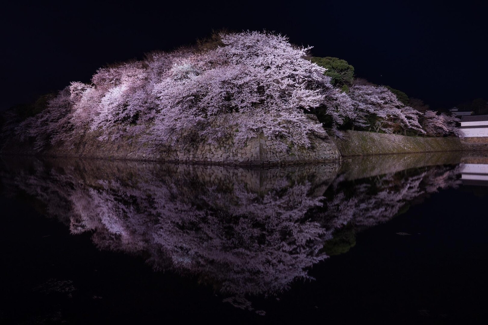 彦根城も満開です。 会社帰りにここ寄れる... / shoさんのモーメント | YAMAP / ヤマップ