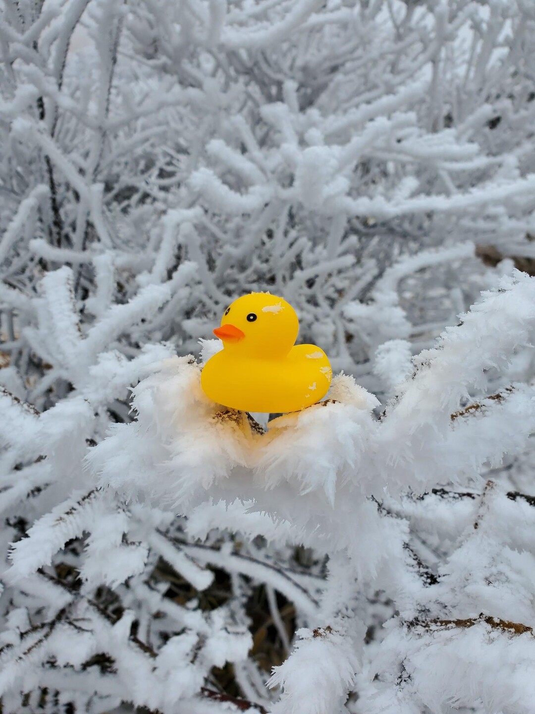 やっと今年の初登り 雪あるうちにシモヤケ... / はなうたさんのモーメント | YAMAP / ヤマップ