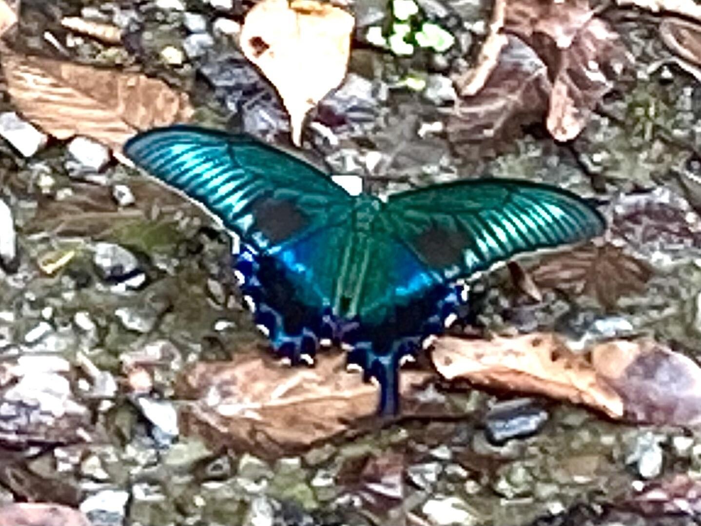 頂仙岳、天女の頂の溪底で / akimetalさんのウォーキングの活動データ | YAMAP / ヤマップ