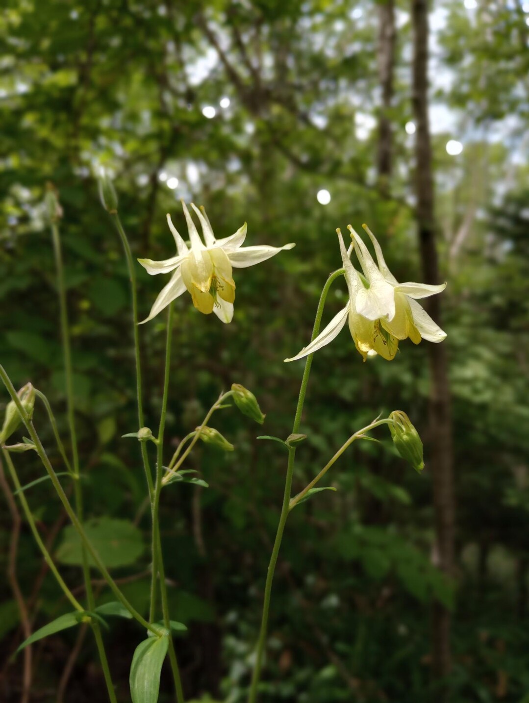日帰り🏔夫婦で👥車で行く🚘蛇峠山 / GNMTさんの大川入山・横岳の活動データ | YAMAP / ヤマップ