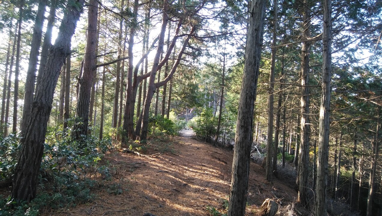 頭光嶽-石戸山 往復コースの地図・登山ルート・登山口情報 | YAMAP / ヤマップ