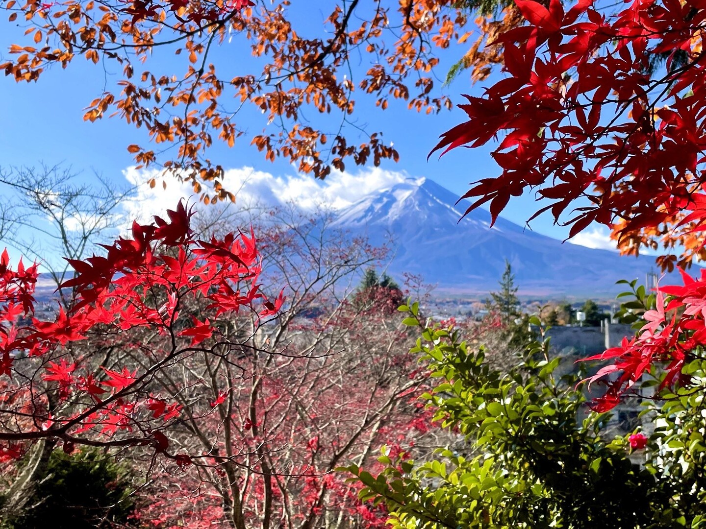 富士山と紅葉🍁新倉山・御殿・霜山・天上山 / たかやちゃんさんの三ッ峠山・本社ヶ丸・鶴ヶ鳥屋山の活動データ | YAMAP / ヤマップ