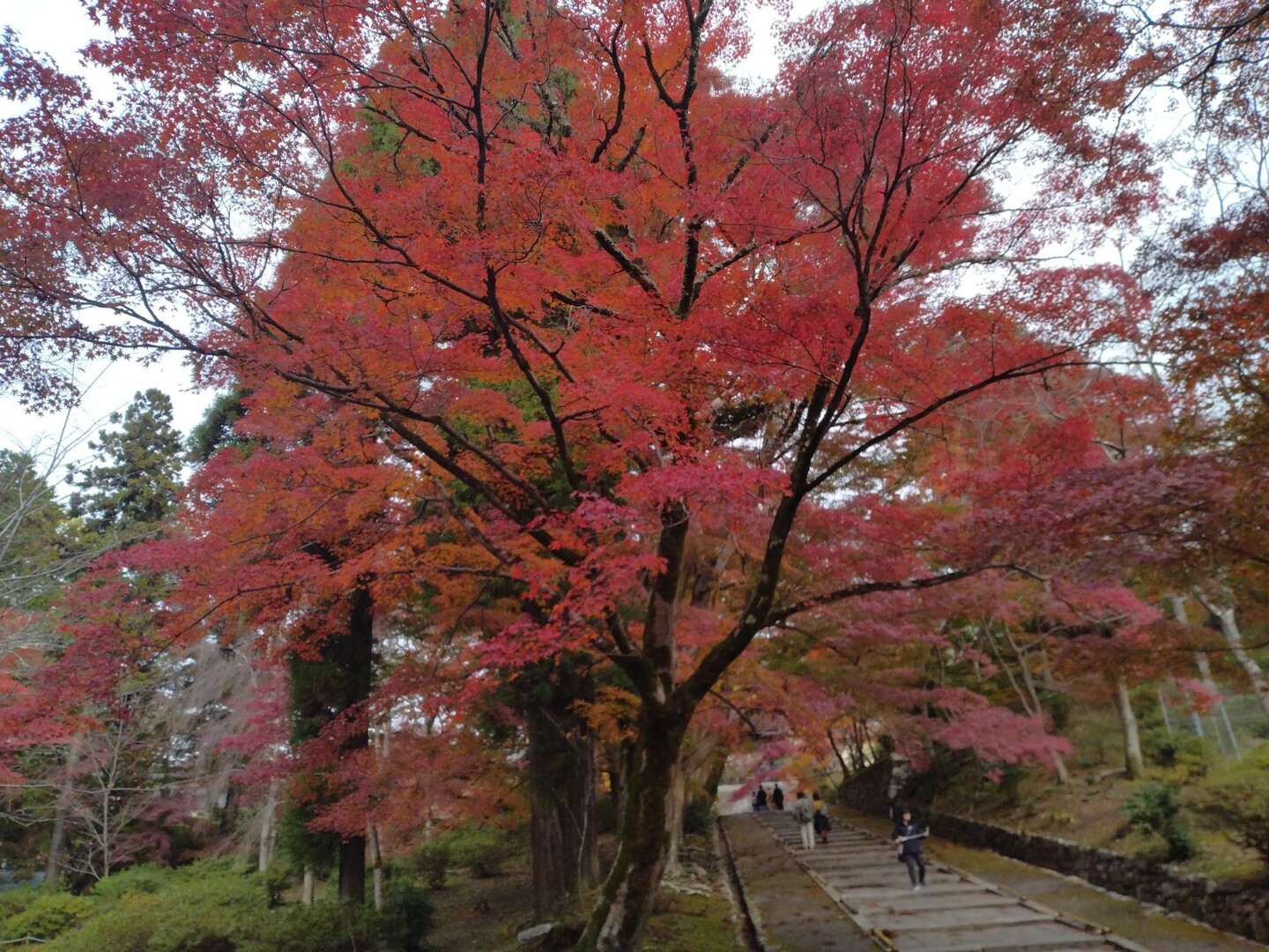 神山・聖山・鏡山 / mickeyさんの大文字山・如意ヶ嶽・稲荷山の活動データ | YAMAP / ヤマップ