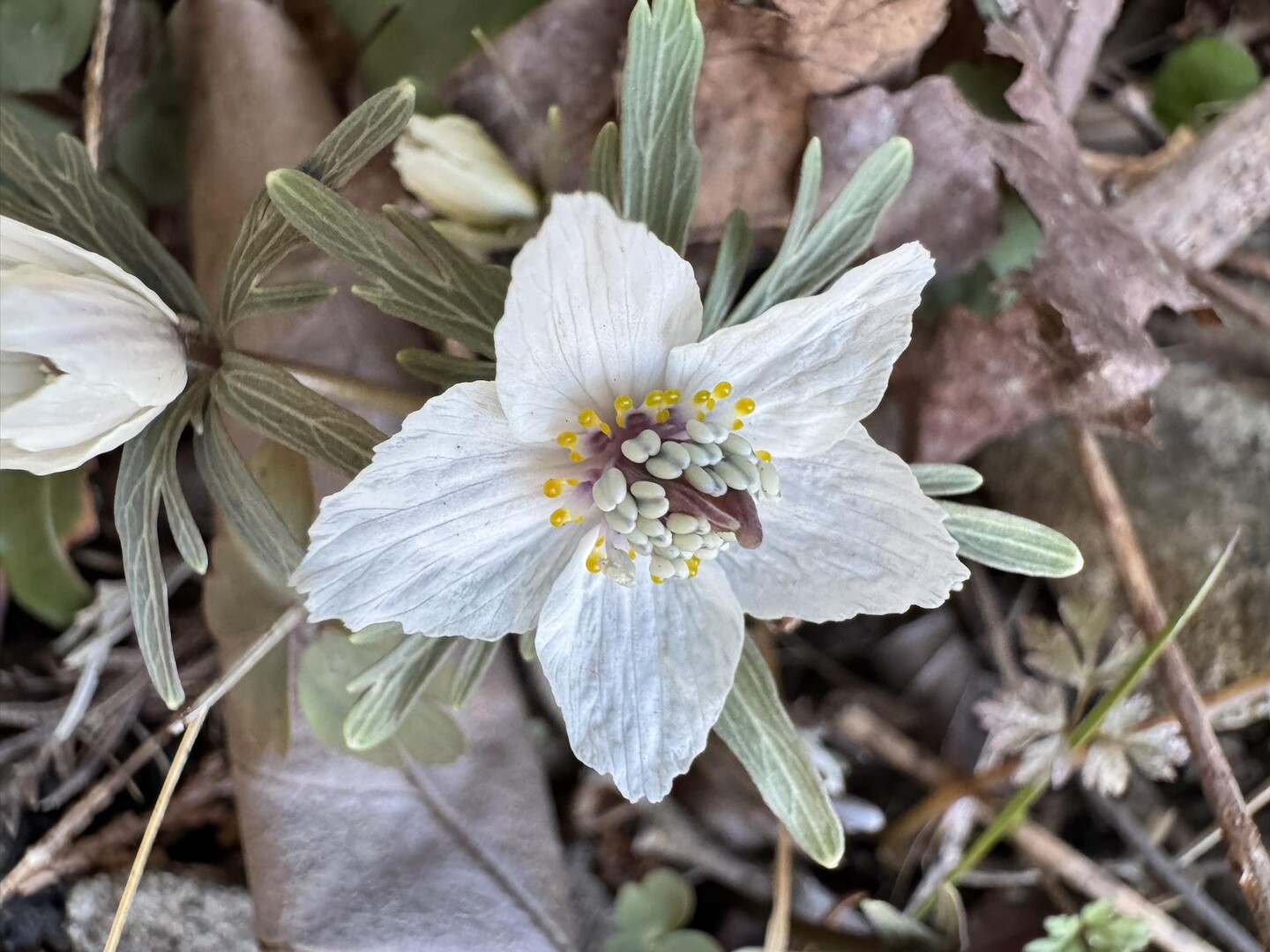 2025/2/9 今年初めての花活へ ス... / hitoさんのモーメント | YAMAP / ヤマップ