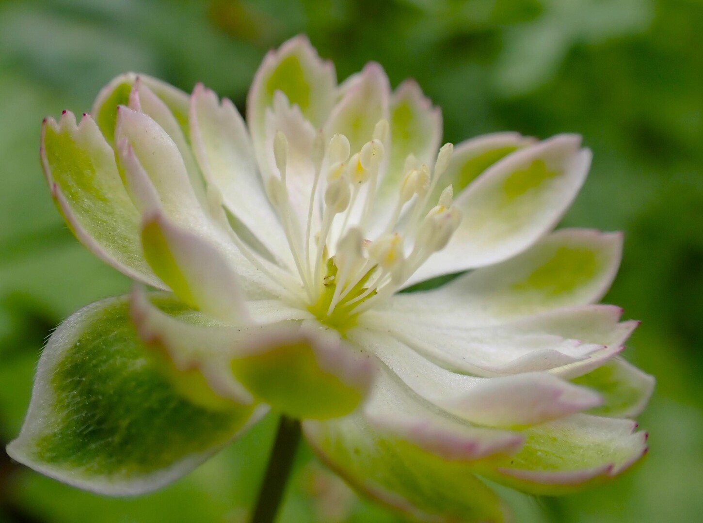 塩原＆🌼天狗山🌼🐝～💦 / 🍀moomin🍀さんの天狗山の活動データ | YAMAP / ヤマップ