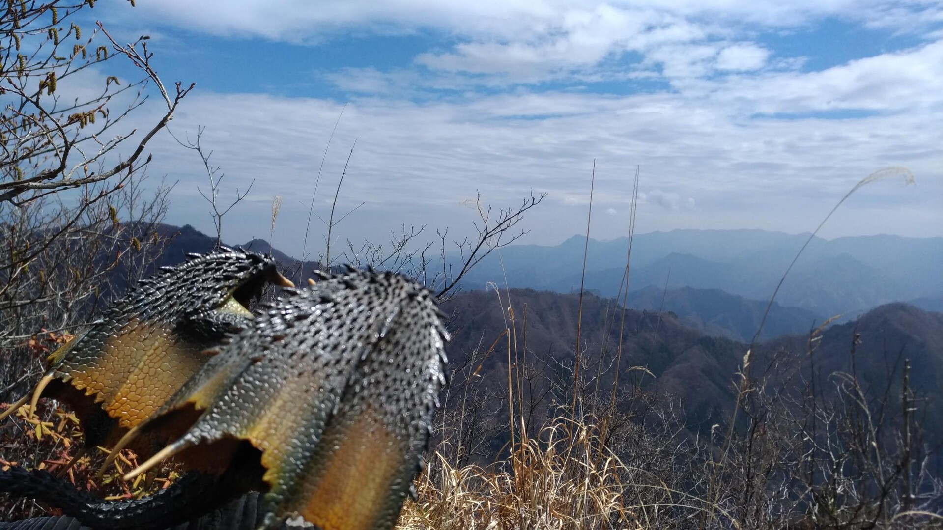 冬眠明けのお外は？ 彼奴がなぜここに？ / Tonaeさんのヤマノススメ巡礼マップ（天覚山・大高山・子の権現）の活動データ | YAMAP ...
