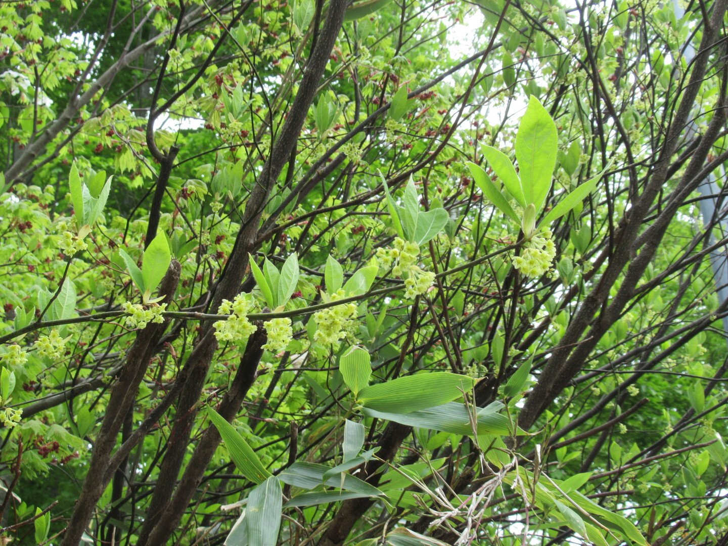 昨日、道路脇の草刈りをしていたら、クロモ... / ブナの妖精 ブナッシーさんのモーメント | YAMAP / ヤマップ