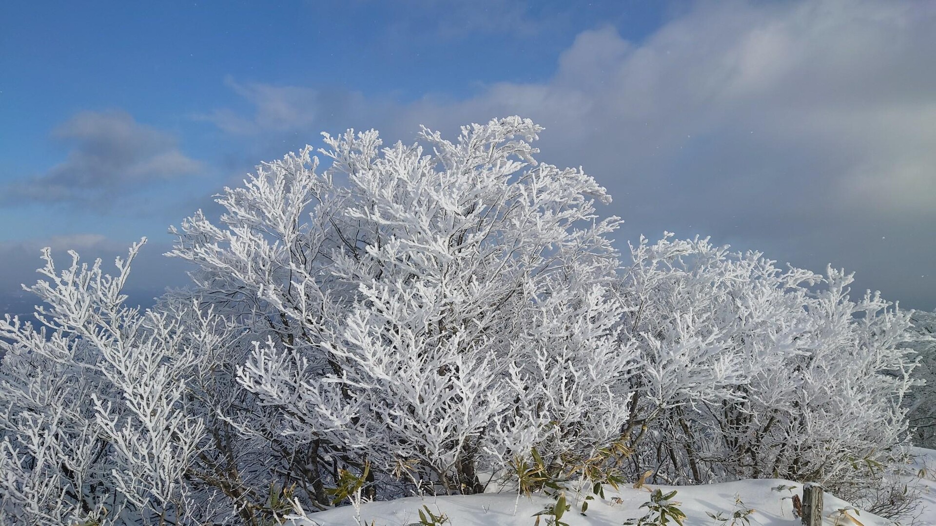 姫神山 1123.6m 一本杉コース / ナオキさんの姫神山の活動データ | YAMAP / ヤマップ