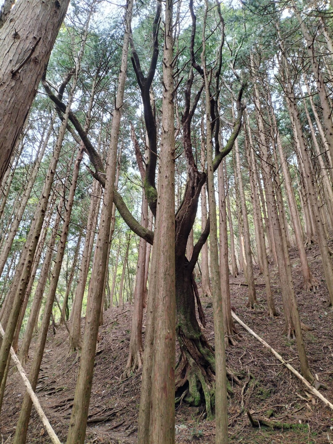 lala(時差投稿ごめんなさい🙏)さんの投稿したフィールドメモ | YAMAP / ヤマップ