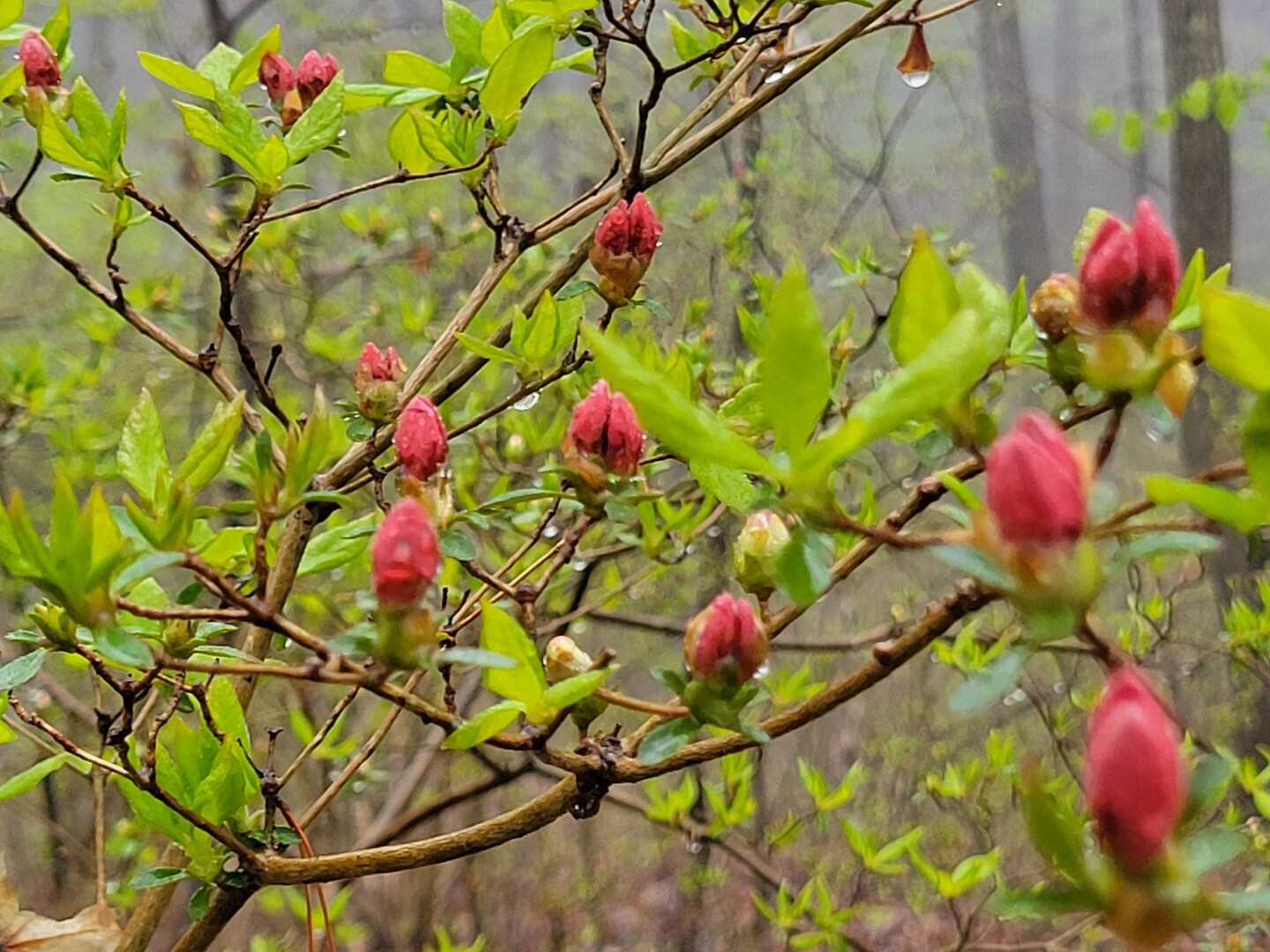 妙法山 強風後のパトロール / taku-jiroさんの赤梅山・膝立山の活動データ | YAMAP / ヤマップ