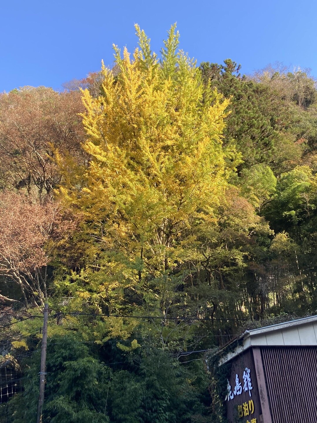 紅葉ラストは紅葉の名所巡りとして耶馬溪周... / west 7さんのモーメント | YAMAP / ヤマップ