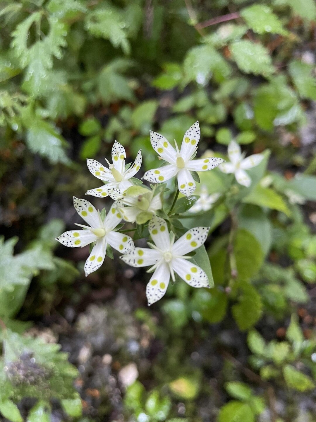 初 アケボノソウ💖 何とも言えない可愛... / kaoriさんのモーメント | YAMAP / ヤマップ