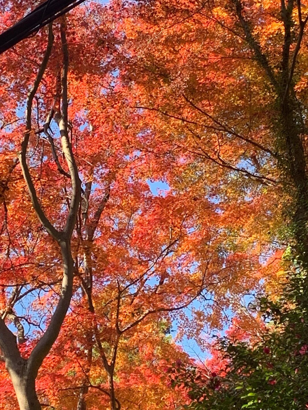 高尾山 12-① / chocoponさんの高尾山・陣馬山・景信山の活動データ | YAMAP / ヤマップ