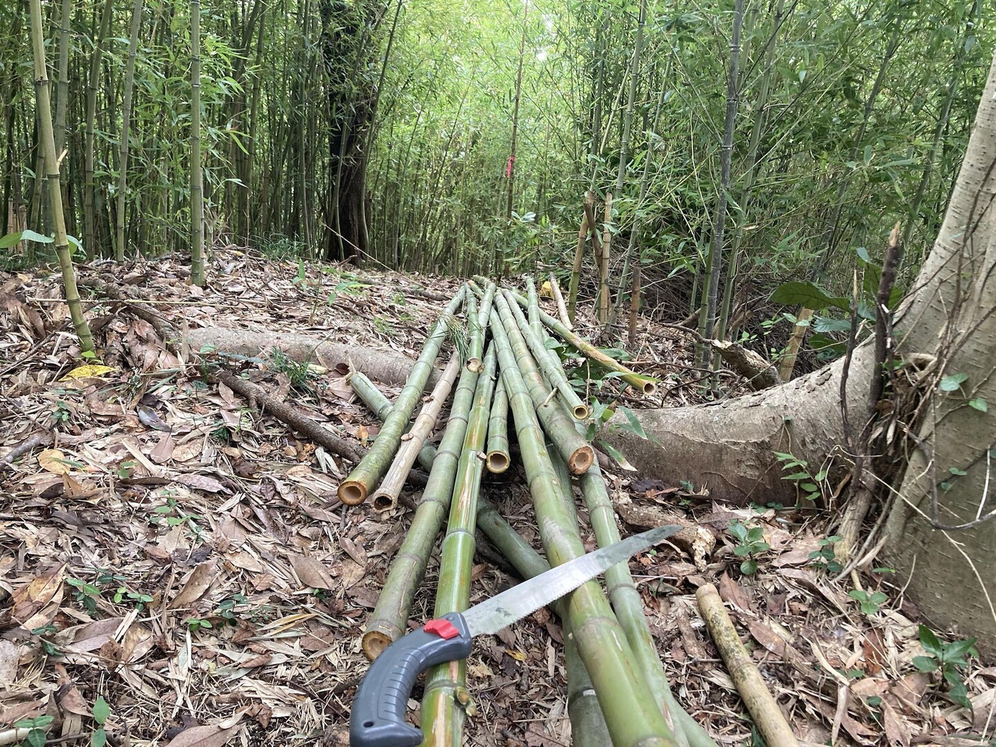 富山 西尾根の竹林⑨ / bamboo soul（misa）さんの伊予ヶ岳・人骨山・津森山の活動日記 | YAMAP / ヤマップ
