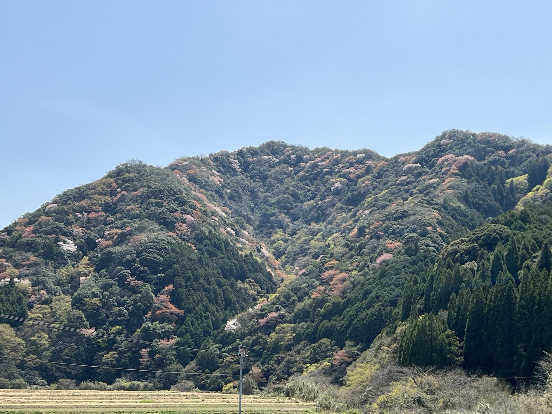 城山で名残りの山桜 / おっPさんの鹿熊岳の活動データ | YAMAP / ヤマップ