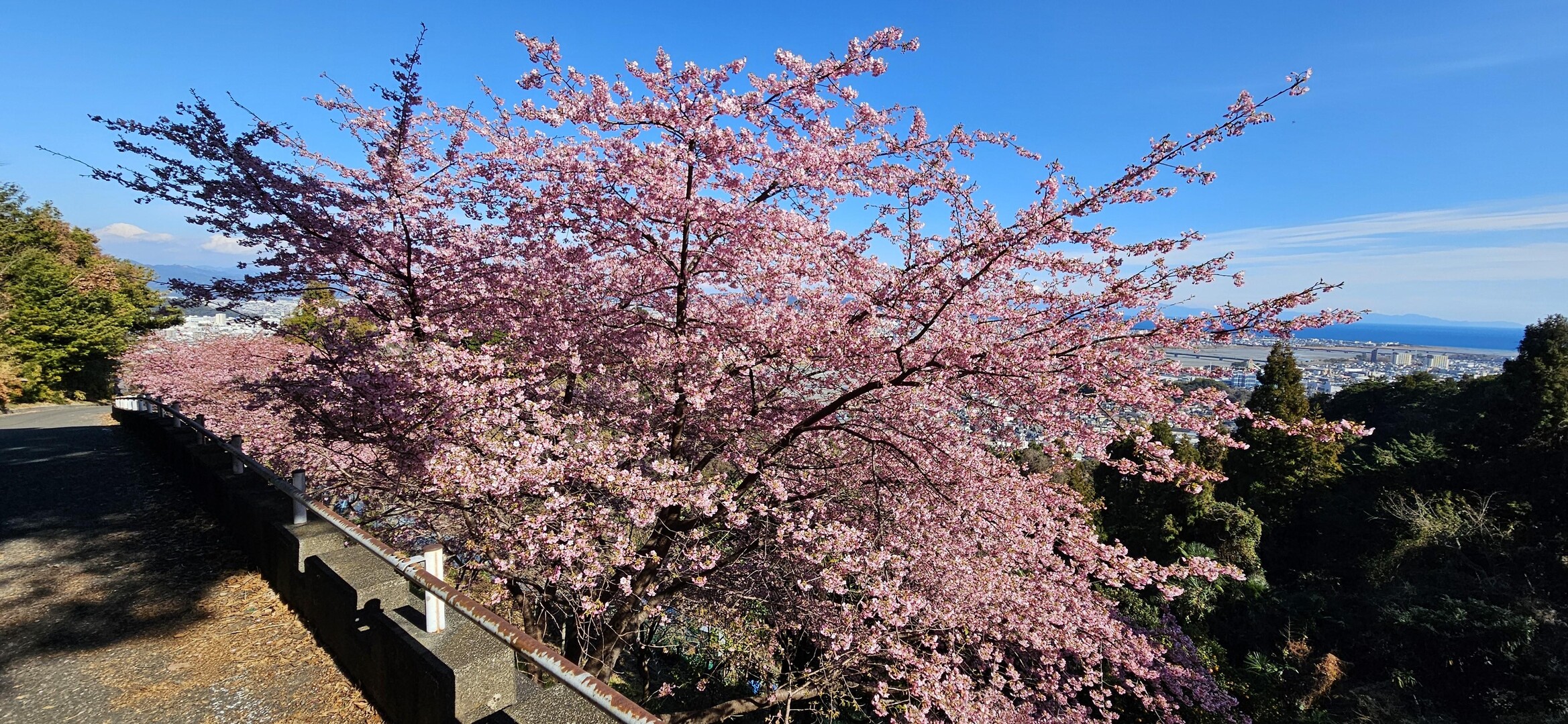近所の裏山に河津桜咲いてました🌸八分咲... / moochi さんのモーメント | YAMAP / ヤマップ