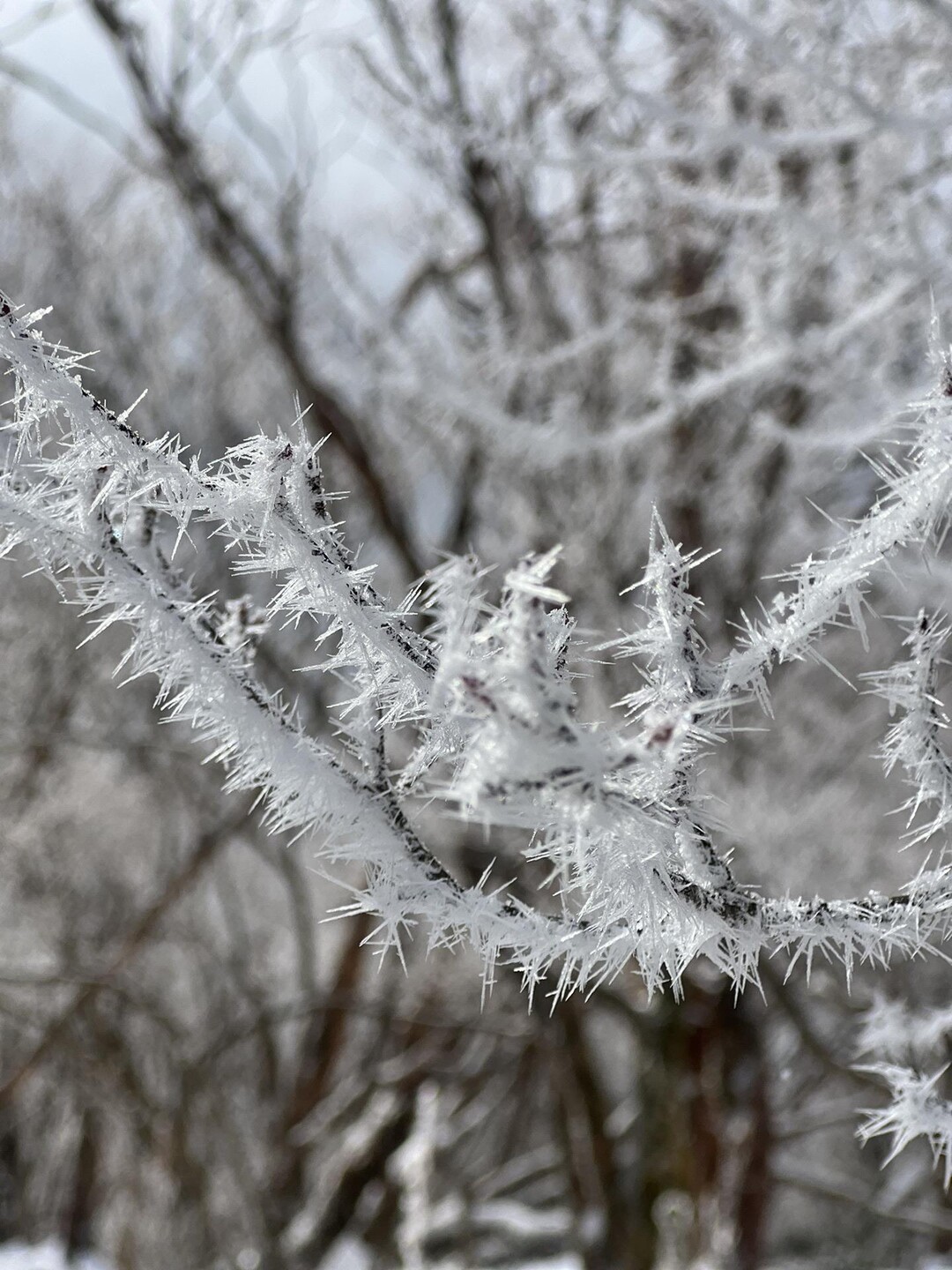 三峰山・平倉峰 / chibiさんの三峰山・学能堂山・栗ノ木岳の活動データ | YAMAP / ヤマップ