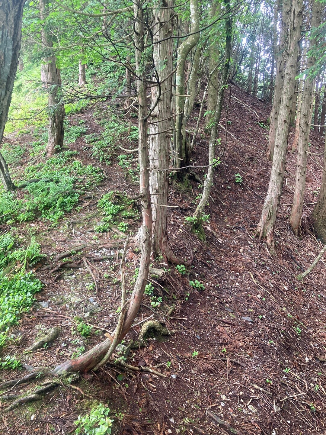 MJさんの投稿したフィールドメモ | YAMAP / ヤマップ