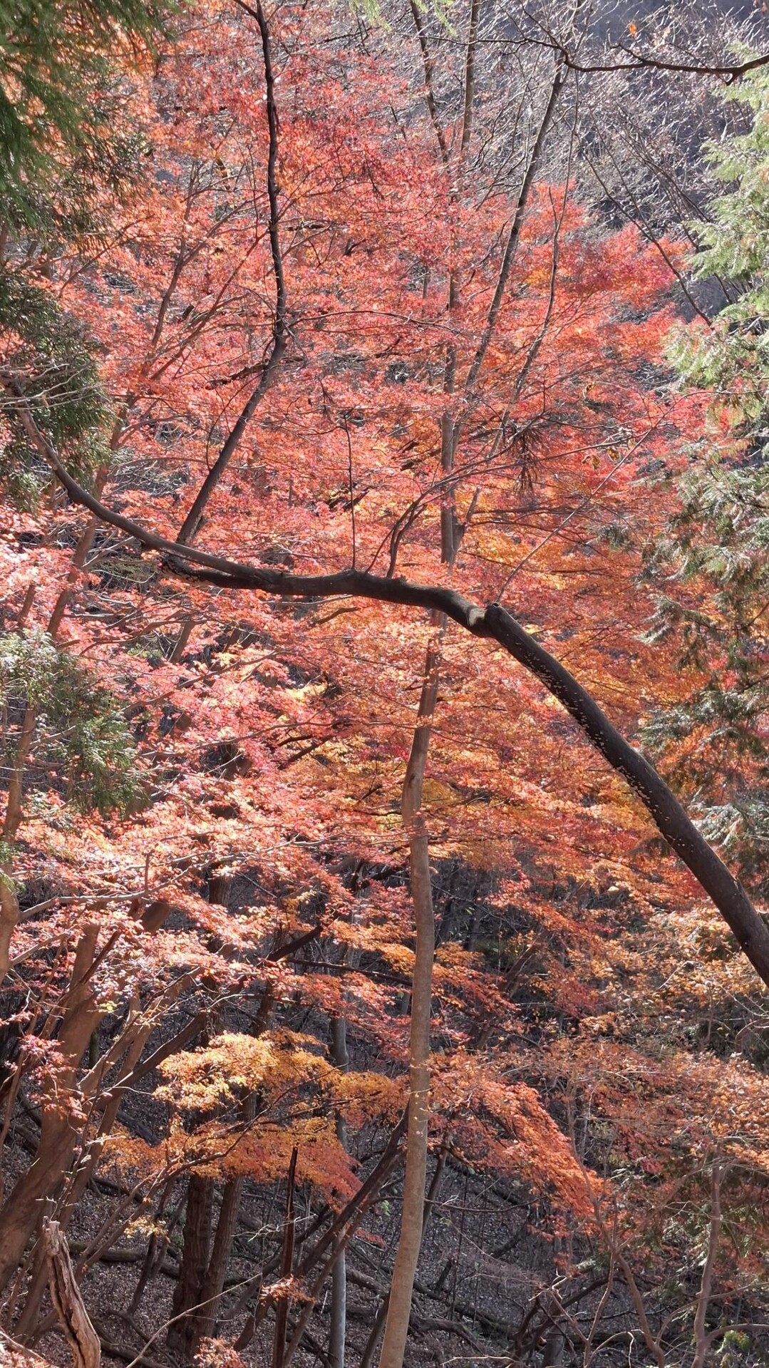 二子山（横瀬二子山雌岳・雄岳） / str_0307さんの丸山・日向山の活動データ | YAMAP / ヤマップ