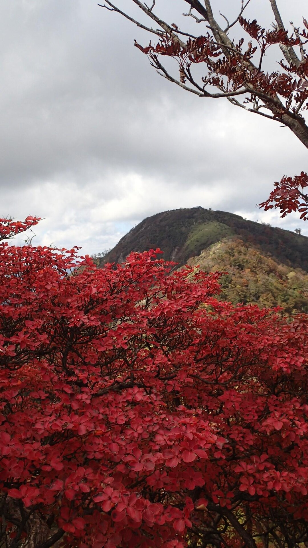 深まる秋：大倉から蛭ヶ岳往復 / vivoさんの塔ノ岳・丹沢山・蛭ヶ岳の活動日記 | YAMAP / ヤマップ