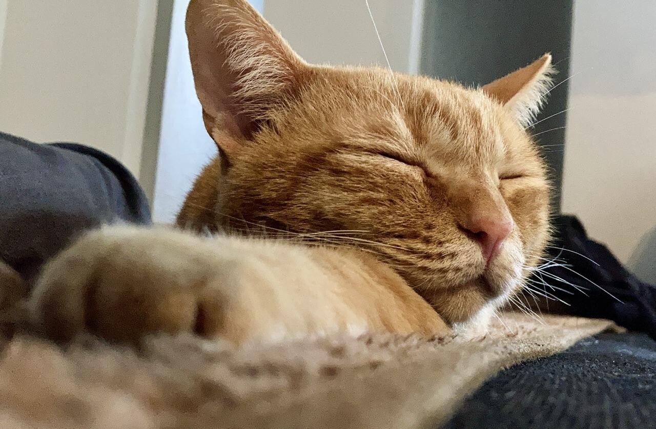 😸เสือสีน้ำตาล Cha tora🇹🇭のページ | YAMAP / ヤマップ