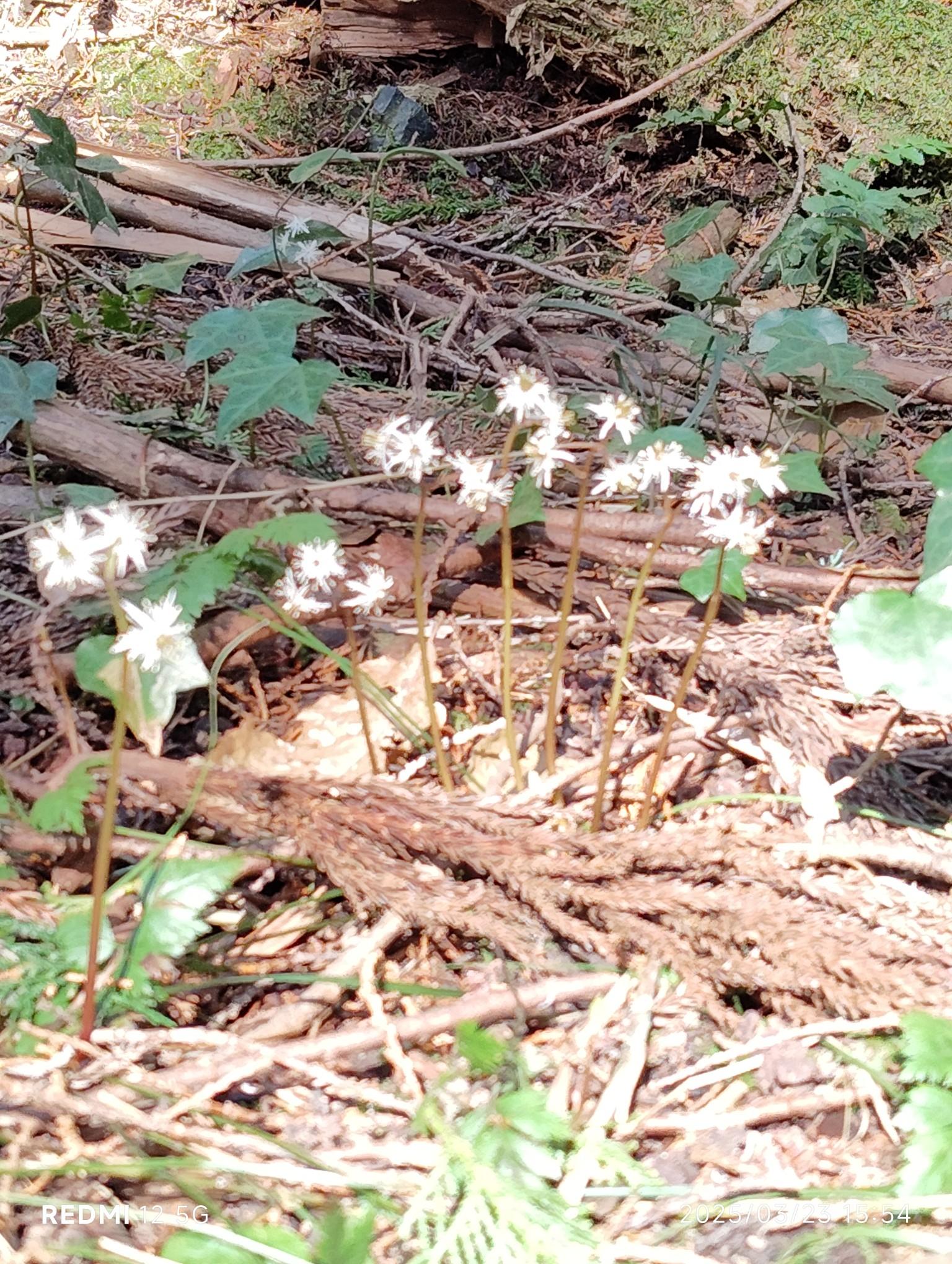裏山ではセリバオウレンが満開になっていま... / Masaさんのモーメント | YAMAP / ヤマップ