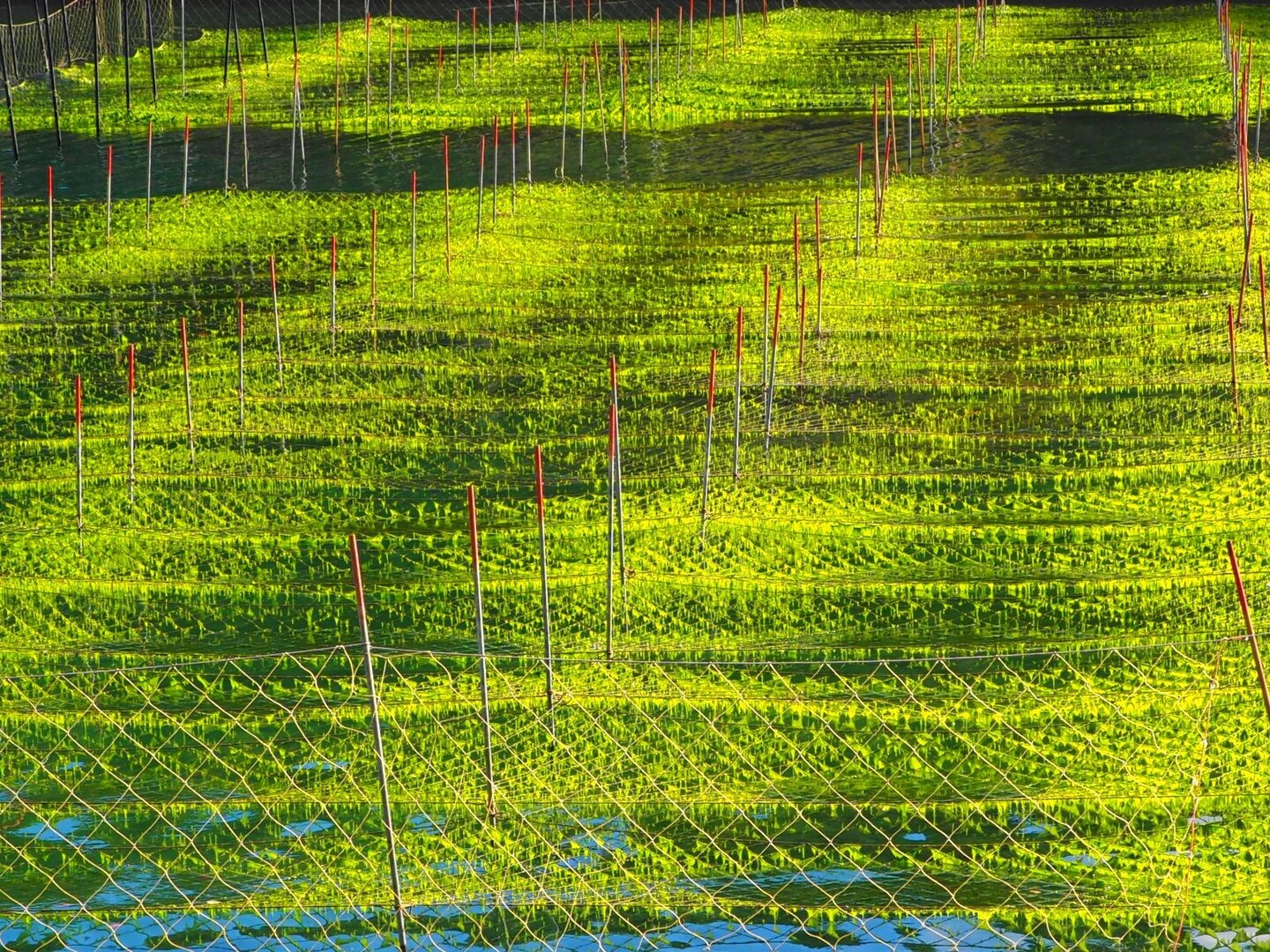 鶴路山ゴチ浜周回 / maboさんの鶴路山の活動日記 | YAMAP / ヤマップ