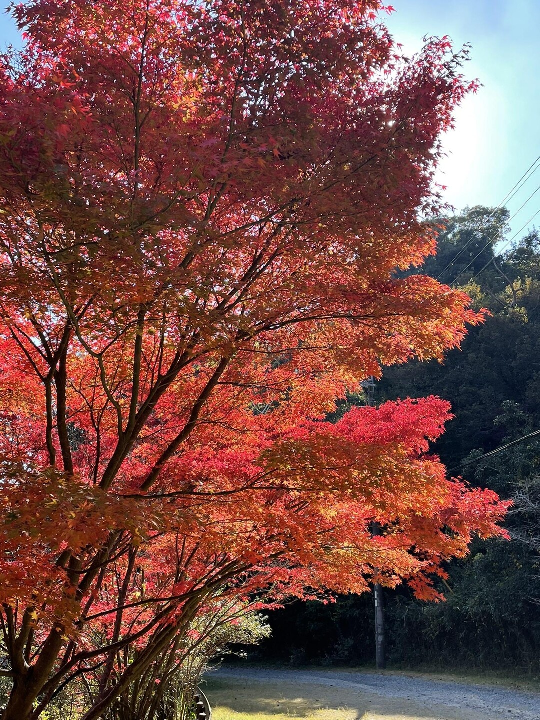 TTTの半分のNTT / 寺ちゃんさんの交野山・国見山の活動データ | YAMAP / ヤマップ
