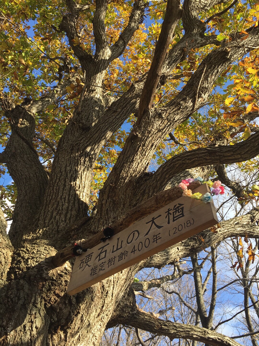 巨木に逢いに硬石山 2019-11-02 / Mt.catさんの砥石山・青山の活動データ | YAMAP / ヤマップ