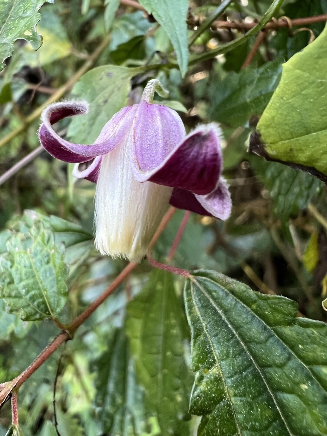 またまた朝陣野 / Ko-zyさんの鰐塚山の活動データ | YAMAP / ヤマップ