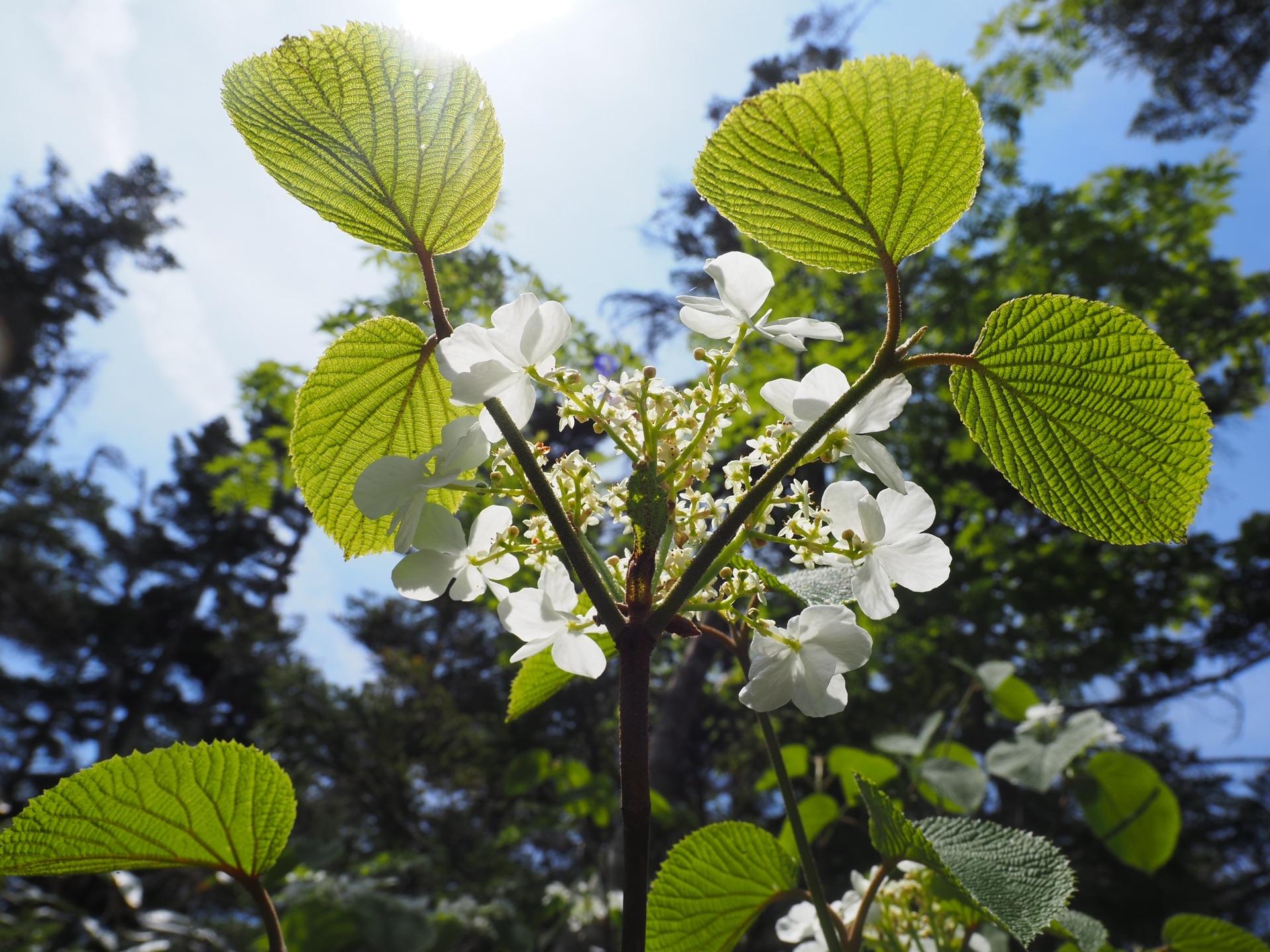 mini裏岩手縦走 / えーすけさんの岩手山・黒倉山・鞍掛山の活動データ | YAMAP / ヤマップ