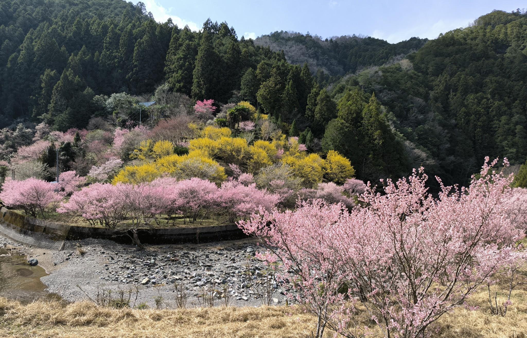 西吉野が誇る啓翁桜とサンシュユ。 どちら... / hideさんのモーメント | YAMAP / ヤマップ