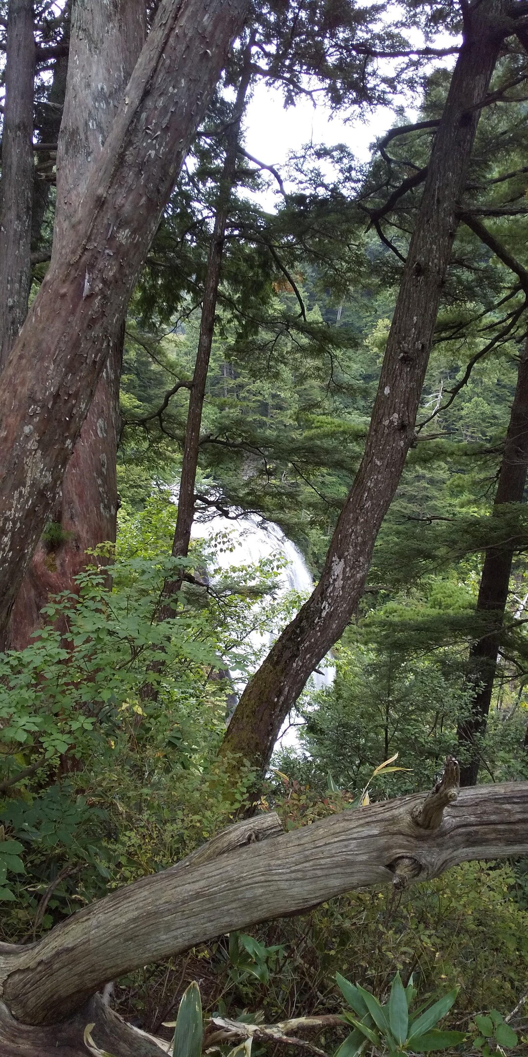 尾瀬沼・三条の滝-2024-09-26 / kimichanさんの尾瀬・燧ヶ岳の活動データ | YAMAP / ヤマップ