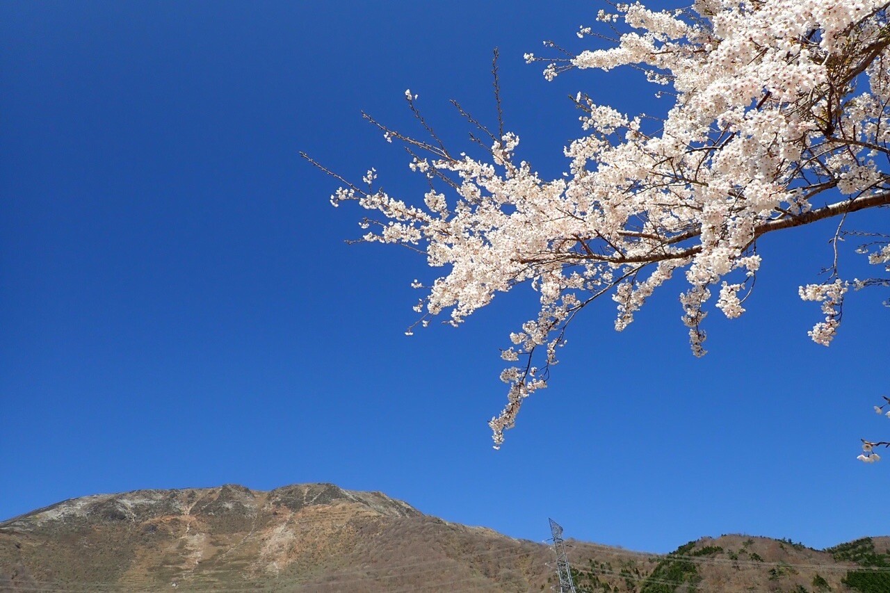 伊吹山〜のんびり春探し〜 / rey_seroさんの伊吹山・伊吹高原・御座峰の活動データ | YAMAP / ヤマップ