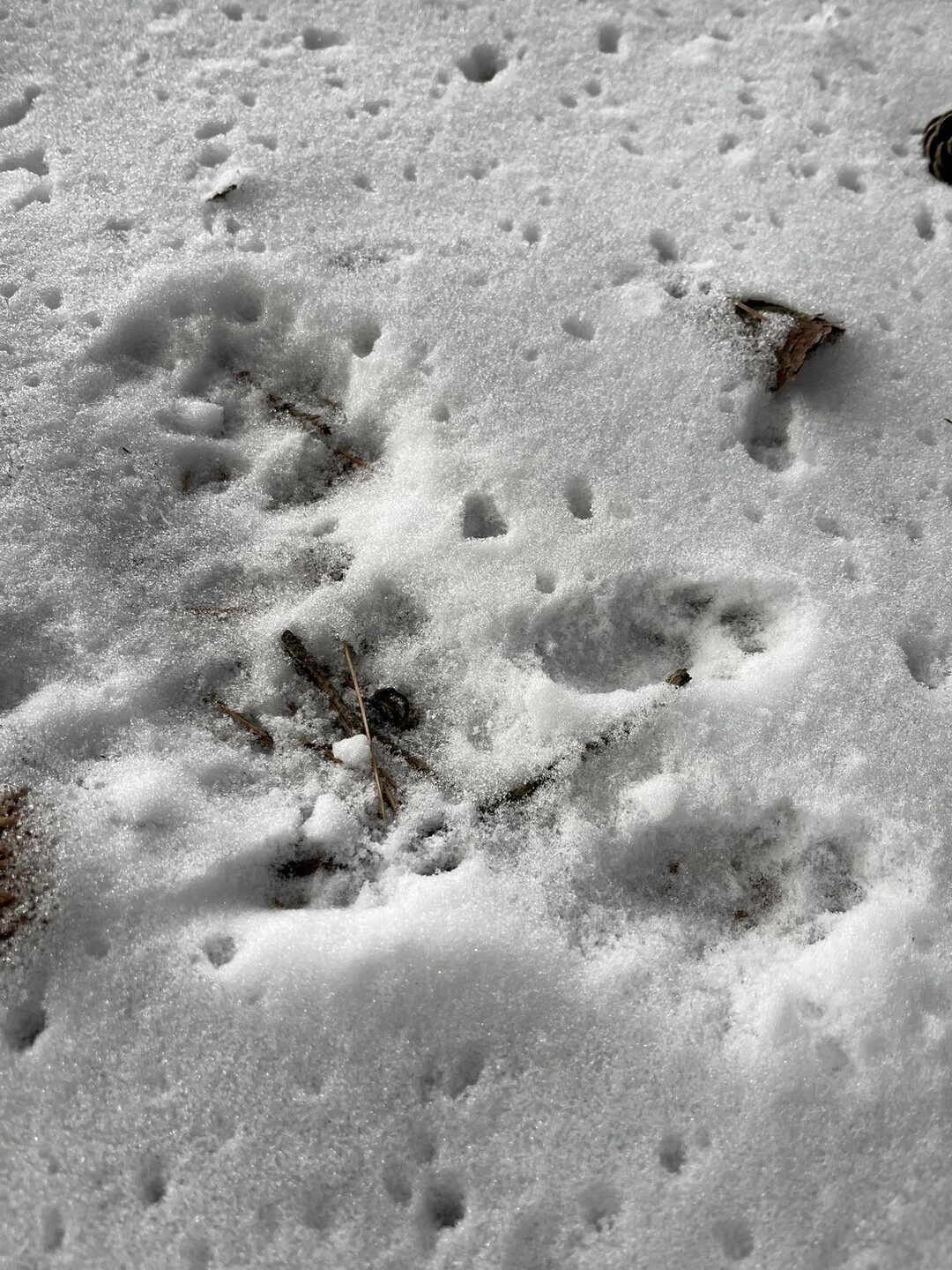 鷹狩山 / nabeさんの大峰高原・鷹狩山の活動データ | YAMAP / ヤマップ
