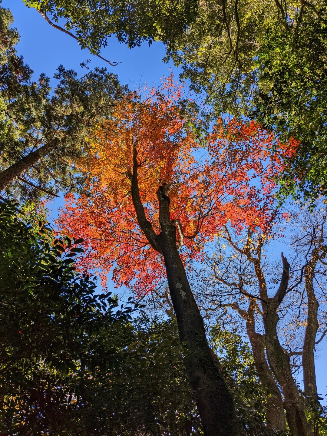 猿投山 / MELさんの猿投山・物見山の活動データ | YAMAP / ヤマップ