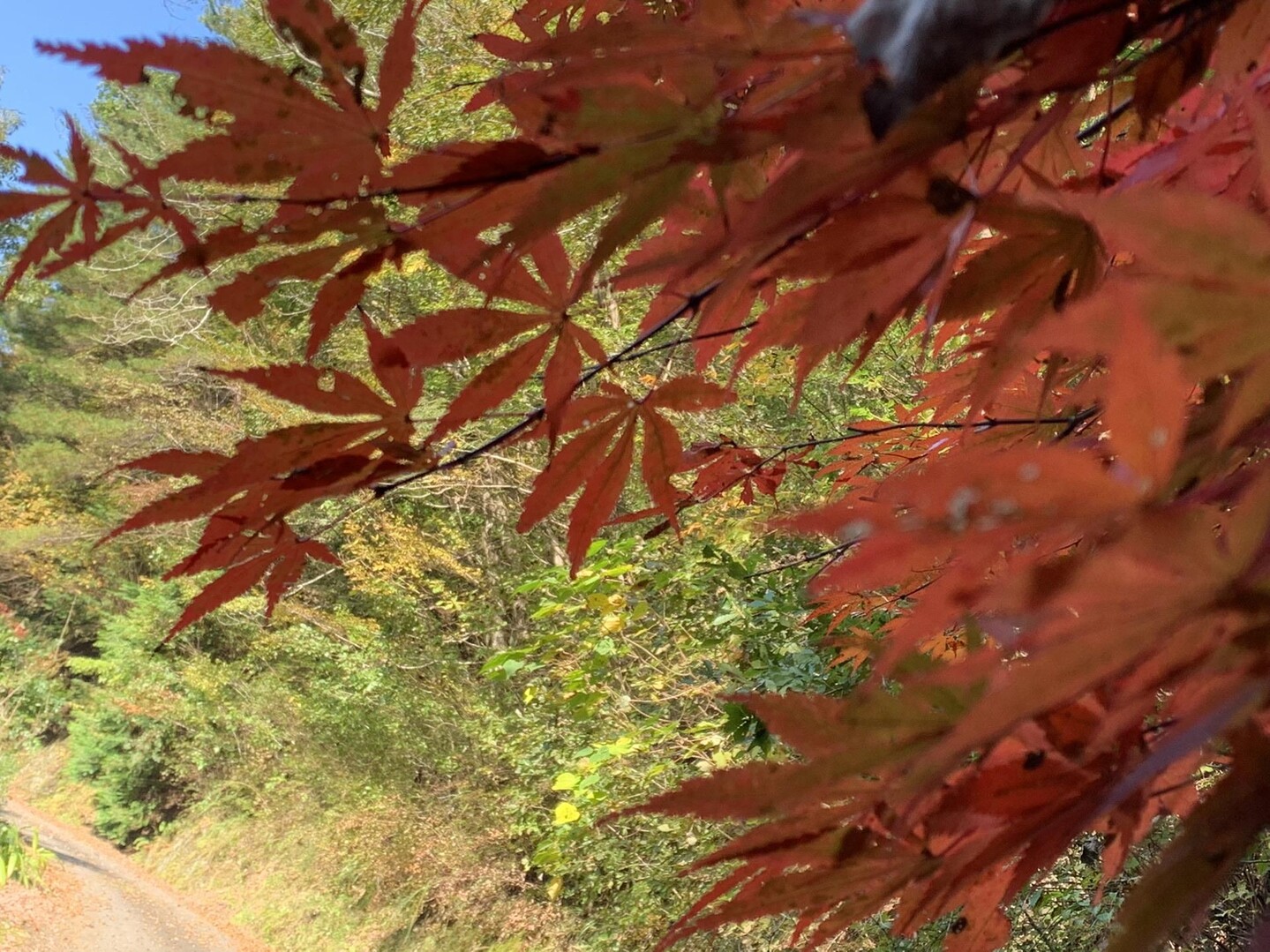 我が家の紅葉🍁 / seekaさんのモーメント | YAMAP / ヤマップ