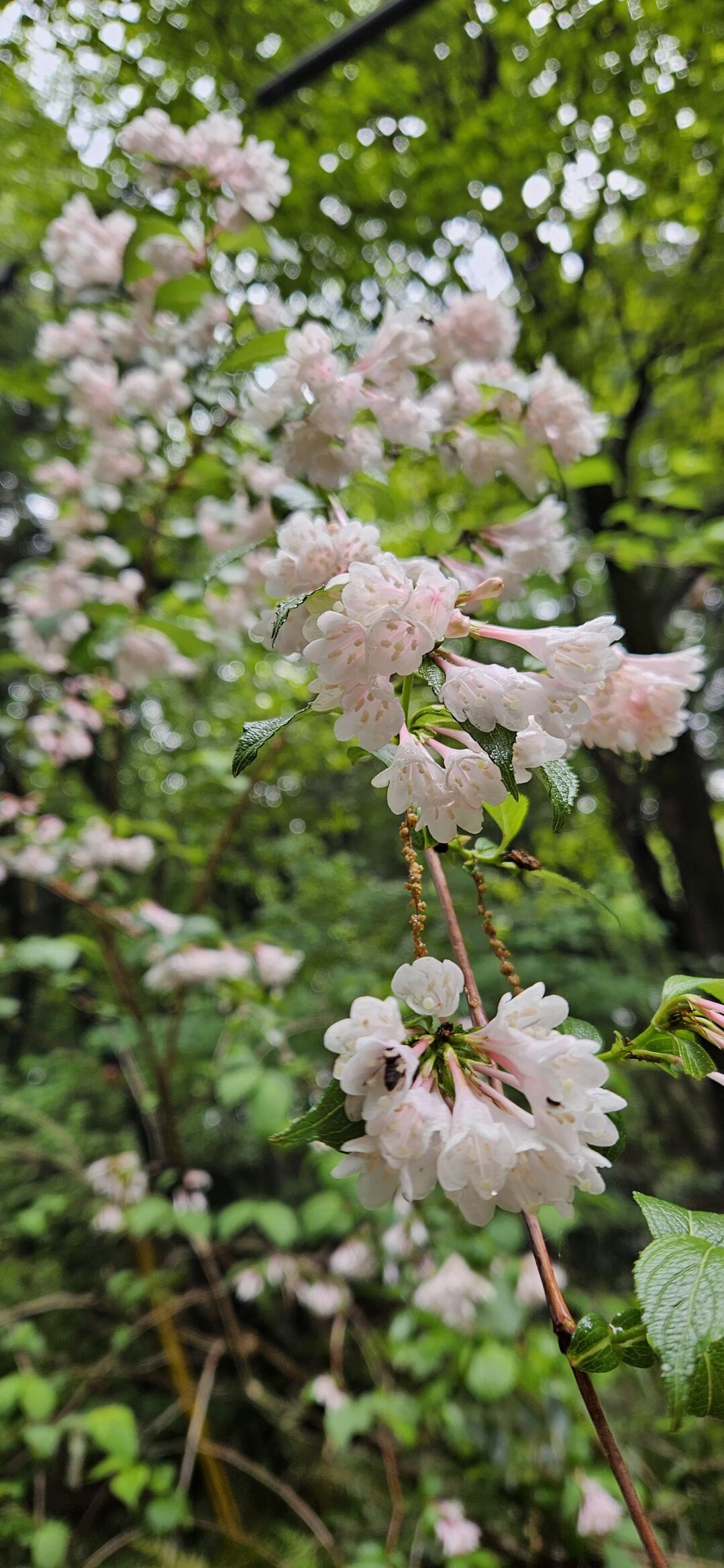 二スタンプラリーズ・でんしゃのおしごと＆YAMASTA六甲山満喫④#16:東側2Pクリア-2024-05-07 / Yúlÿさんの六甲山・長峰山・摩耶山の活動データ | YAMAP / ヤマップ