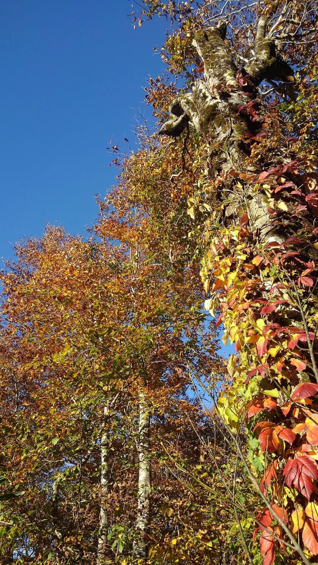 紅葉に癒されながらの刈り払い｡ 某... / gk-cnさんのモーメント | YAMAP / ヤマップ