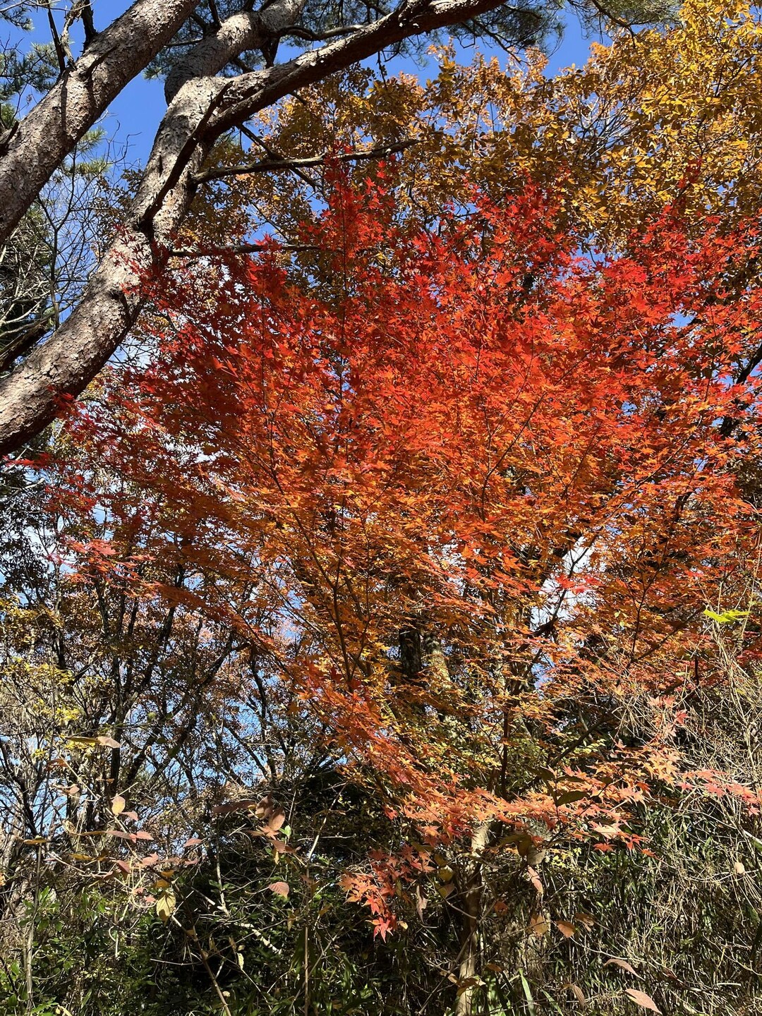 瑞宝寺公園の紅葉 阪急芦屋川→六甲山頂→有馬温泉 / Yusuke Maruさんの六甲山・長峰山・摩耶山の活動データ | YAMAP / ヤマップ