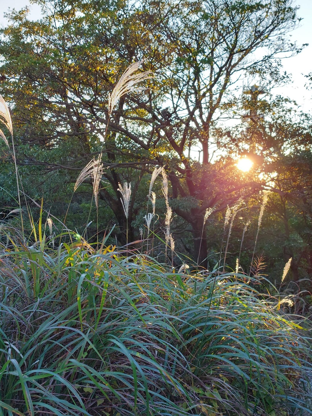 多度山 瀬音の森コース～健脚コース周回 / 茶月さんの多度山・美濃松山・石津御嶽の活動データ | YAMAP / ヤマップ