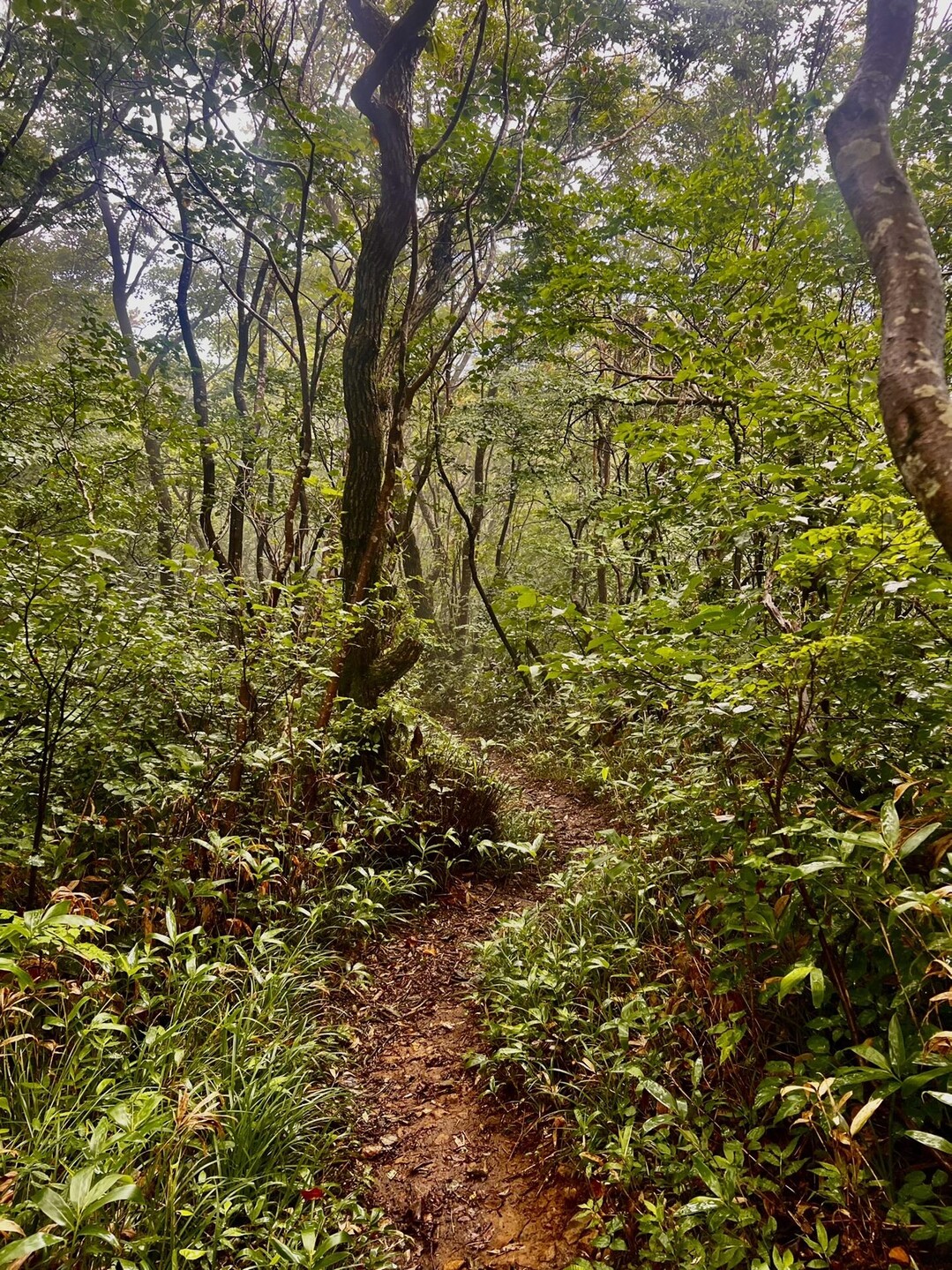 八枚沢 / yuichiroさんの弥彦山・多宝山・雨乞山の活動日記 | YAMAP / ヤマップ