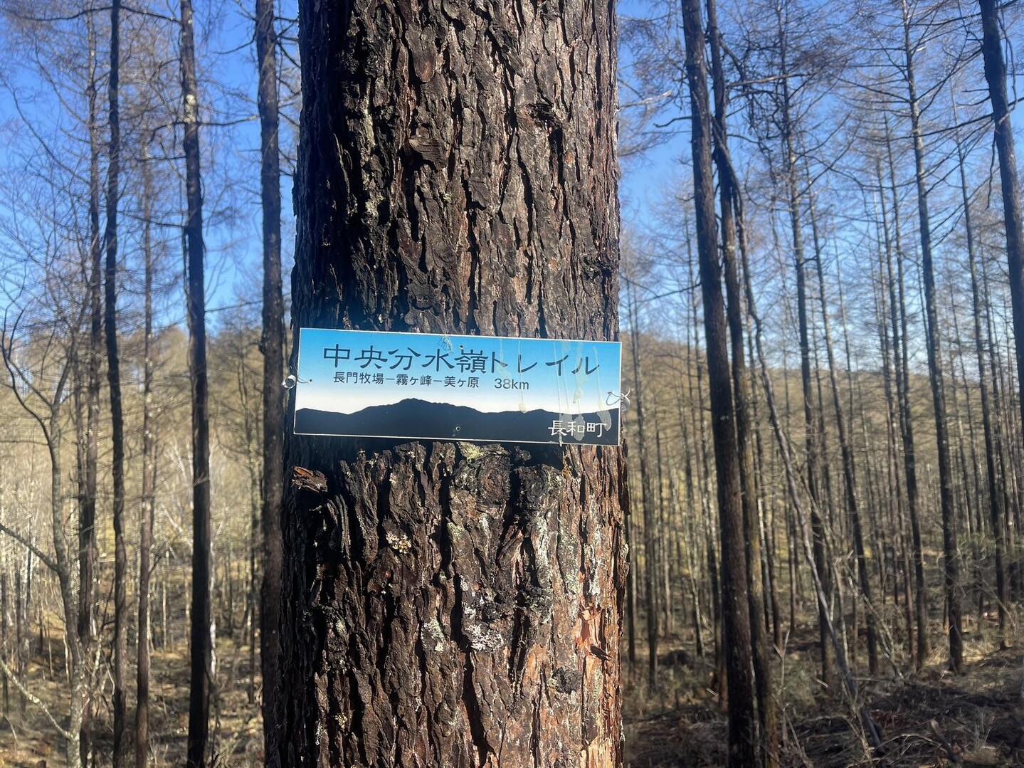 中央分水嶺トレイル / JUNさんの霧ヶ峰・車山・大笹峰の活動データ | YAMAP / ヤマップ