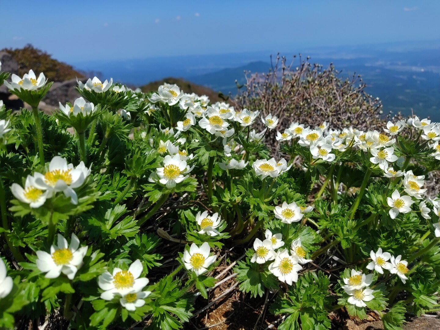不忘山(御前岳) / hidejさんの蔵王山・雁戸山・不忘山の活動データ | YAMAP / ヤマップ